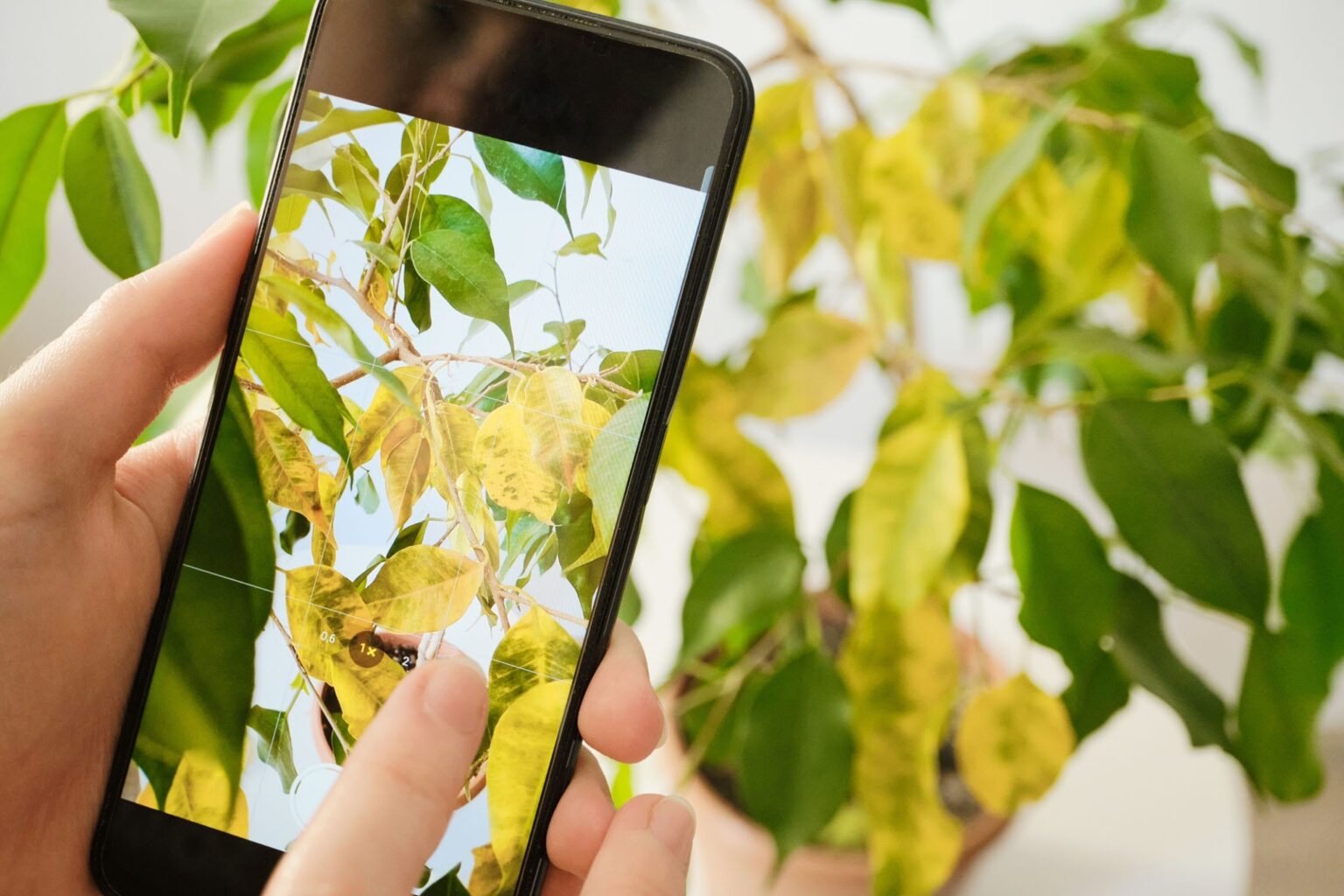 Introducing Bhumi Crop Doctor: The AI Revolution Diagnosing Crop ...